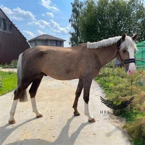 Нарядный молодой пони 〰️ ПРОДАЖА 〰️ ️Райд пони жеребец 2019 г р ~145 147 см в х ВКонтакте