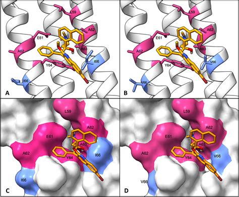 Structural Modelling Of The Bdq Interaction With Wild Type And Mutated