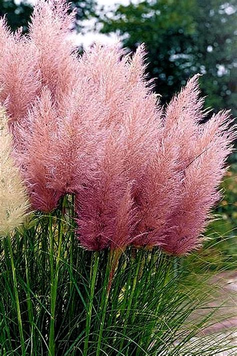 Pink Pampas Ornamental Grass Seeds Grans Garden Seeds