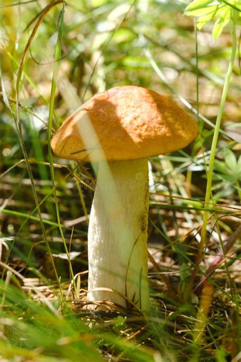 An Edible Aspen Mushroom Growing In The Forest Mushrooms In The Forest