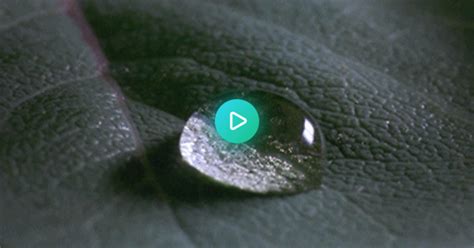 Ant Drinking Water  On Imgur