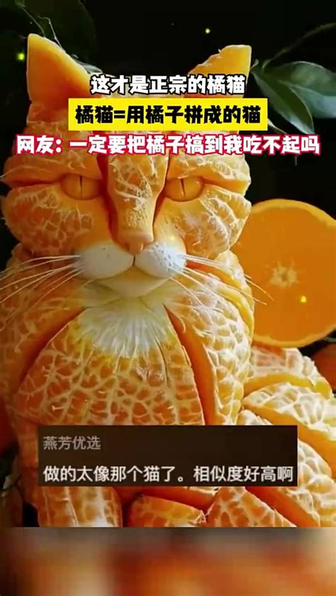 所谓 橘猫”就是用橘子做的猫，网友：非要把橘子做成我吃不起的样子吗？