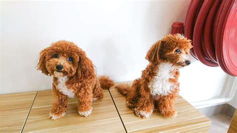 How Do You Know If Your Dog Has Cryptorchidism