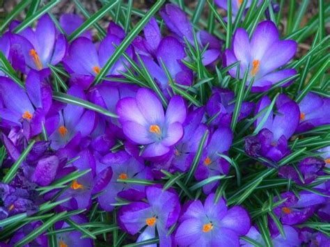 Pretty Purple Flowers Wallpaper Blue Flower Wallpaper Crocus Flower