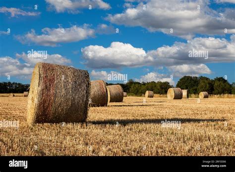Agriculture Wheat Field With Straw Bales Stock Photo Alamy