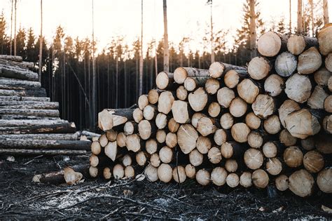 Log Pile Euc