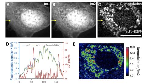 Publications Robert Dickson Lab
