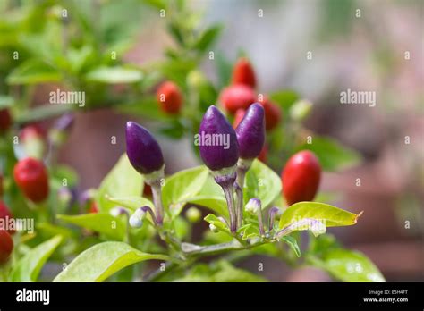 Capsicum Annum Numex Twilight Colourful Chili Pepper Fruits Stock