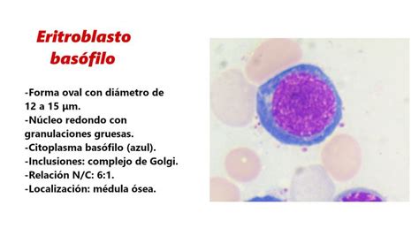 Eritroblasto Basófilo Hematología Enseñanza De Química Quimica Organica