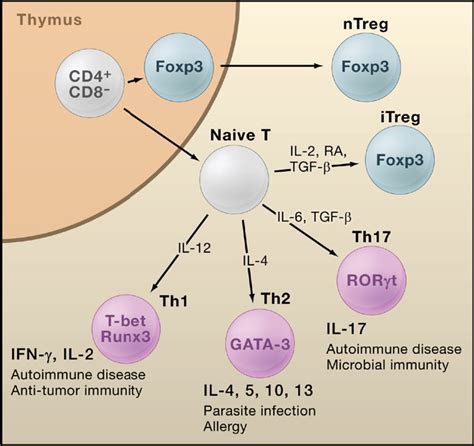 Thymic Tissue Semantic Scholar