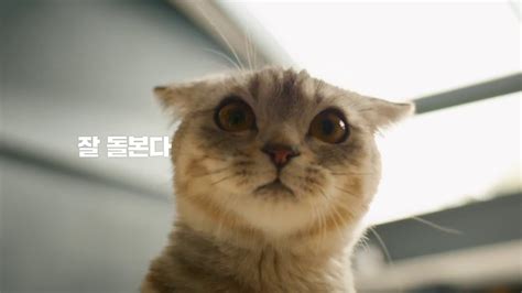 움직이는 Cctv 로봇 앱봇 라일리 Youtube