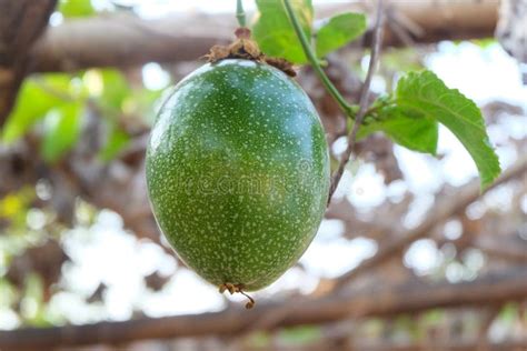 Green Passion Fruit In Nature Stock Image Image Of Garden Fruit