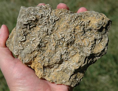 Some Pennsylvanian Fusulinids Page 2 Member Collections The Fossil Forum Some Pennsylvanian Fusulinids Page 2 Member Collections The Fossil Forum