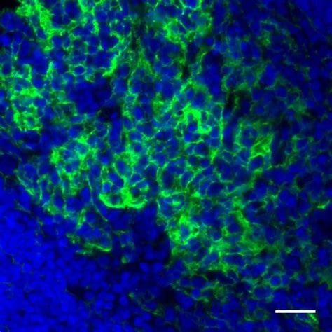 Cd11b Antibody Anti Human Reafinity™ Miltenyi Biotec Usa
