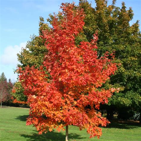 Acer Saccharum Fall Fiesta® Bailsta Pp11119 From Neil Vanderkruk