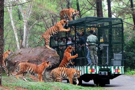 Biaya Masuk Taman Safari Prigen Perumperindo Co Id