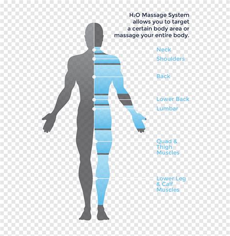 마사지 하이드로 테라피 인체 다이어그램 신체 근육 해부학 치료 본문 인간의 Png Pngegg