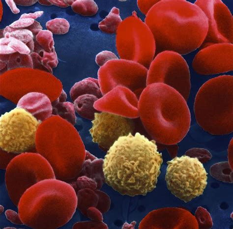 Blood Components And Blood Cell Production