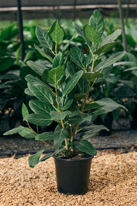 Ficus Audrey 250mm Indoor Plant Growers