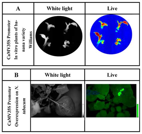 Genes Free Full Text Plant Promoters Their Identification