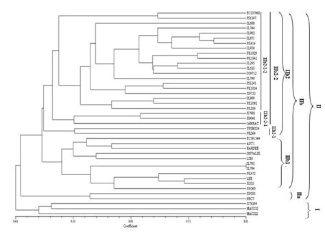 Upgma Dendrogram Showing Similarity Coefficients And Genetic