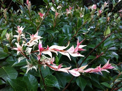 Tri Colour Jasmine Garden Nursery Nursery Decor Nursery Ideas Buy