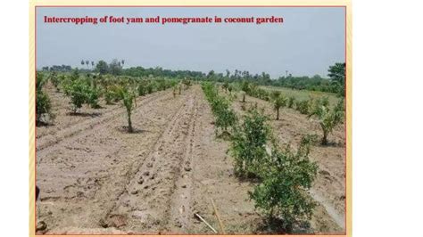 To Develop A Model Cropping System Ppt