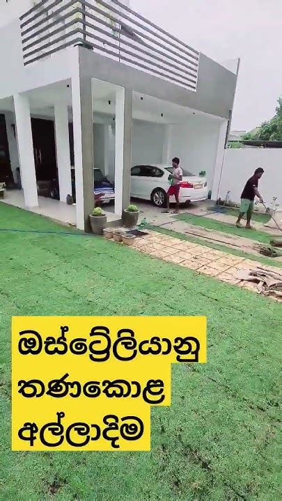 මිදුල ⁣ ගෙවතු අලංකරණය ඔස්ට්‍රේලියානු තණකොළ Youtube