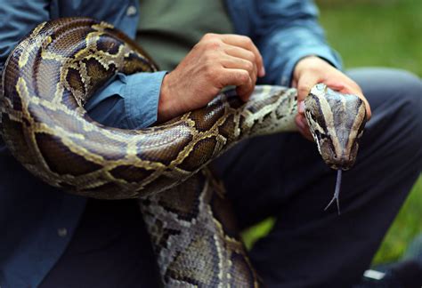 Burmese Python Invasion In Florida A Hidden Legacy Of Hurricane Andrew
