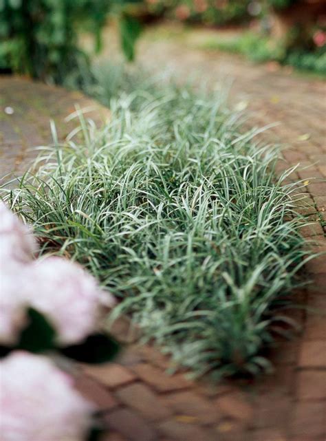 Dwarf Mondo Grass Lawn