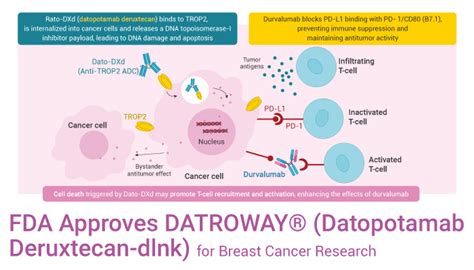 Fda Approves Datroway® Datopotamab Deruxtecan Dlnk For Breast Cancer Research Network Of