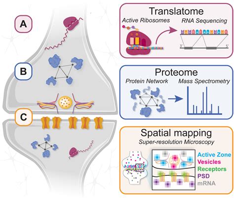 A Molecular Connectomic” Combination Of Techniques For Investigating
