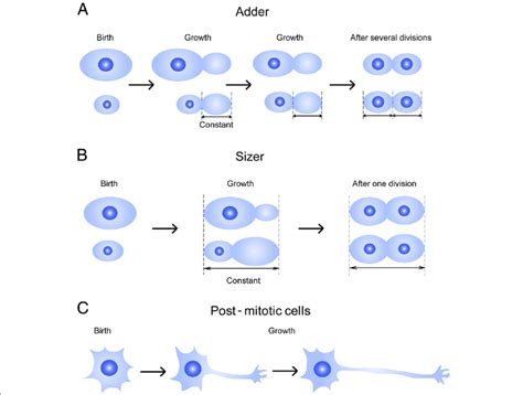 Different Models For Cell Size Regulation A The Adder Model Enables