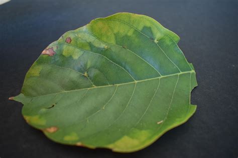 Coconutdetection Roboflow Universe