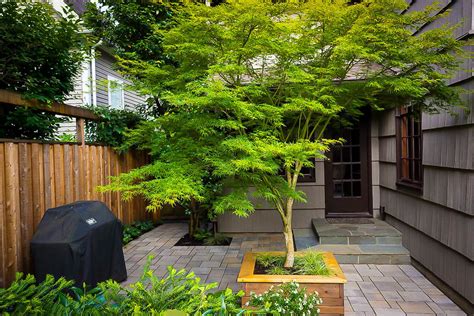 Seiryu Japanese Maple Trees For Sale The Tree Center