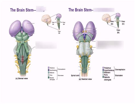 Diagram Of Brain Stem Quizlet
