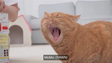 Momo Yawn Again Rcreamheroes