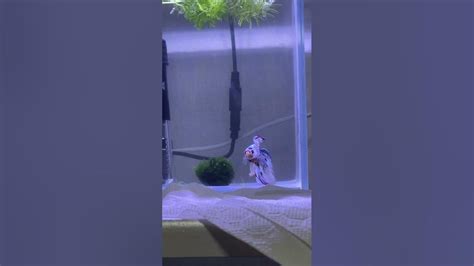 눈을 왜그렇게 떠 베타 랄랄 세모눈 언니저마음에안들죠 Youtube