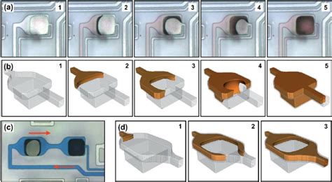 A Sequence Of Optical Micrographs And B Lattice Boltzmann Numerical Download Scientific