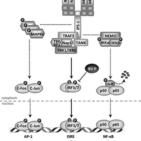 Ifn Induced Activation Of Jak Stat Signaling Ifn Binding To