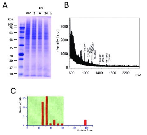The Identification Of Vinculin Among Proteins In Melanocytes That Show