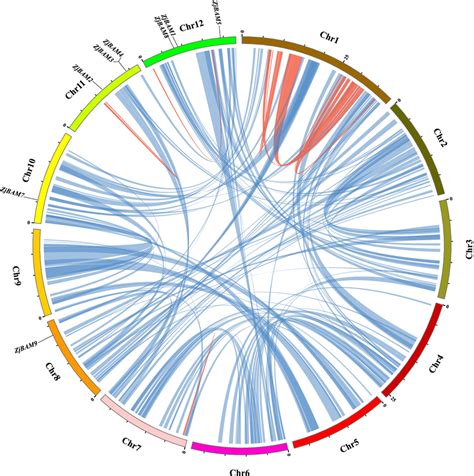 Intergenomic Synteny Relationship Between The ZjBAM Genes In The Jujube