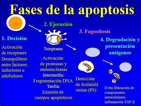 Muerte Celular Fisiológica Apoptosis Mind Map