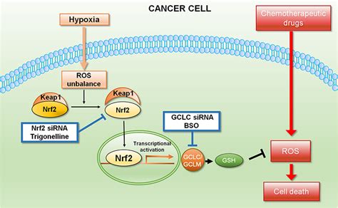 Nrf2 Contributes To The Poor Prognosis And Chemoresistance Intechopen