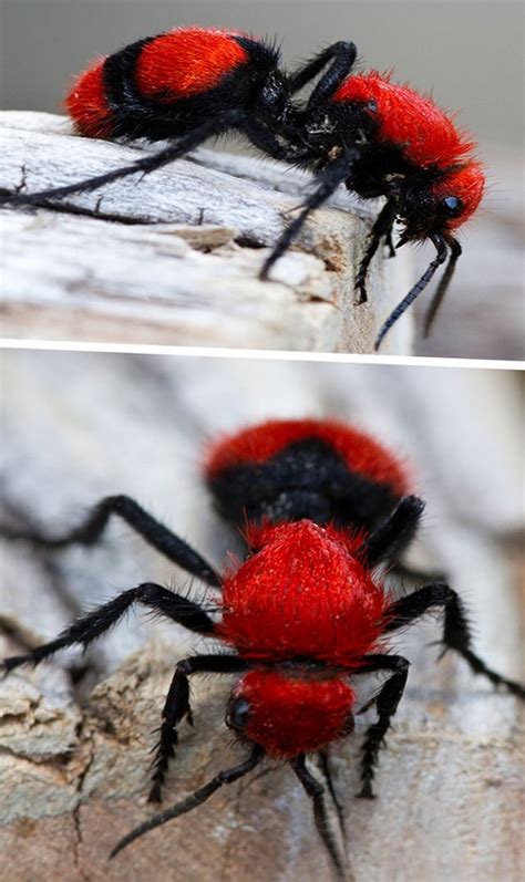 The Red Velvet Ant Dasymutilla Occidentalis Is A Species Of Parasitic