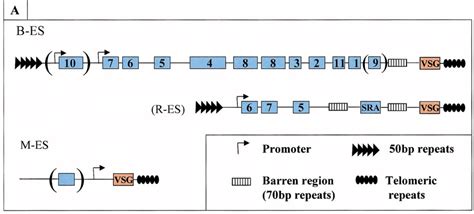 The Bloodstream B ES And Metacyclic M ES VSG Expression Sites