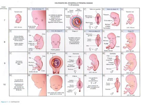 Linea Del Tiempo Desarrollo Embrionario Y Fetal Rever Vrogue Co