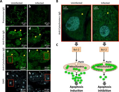Immunohistochemical Localization Of Tick Porin And Cytochrome C The Download Scientific