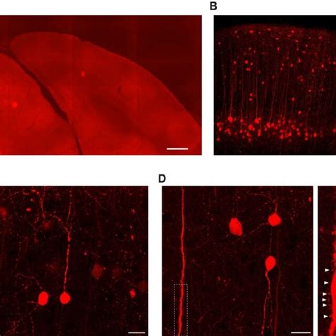 Figure S1 Morphological Indications For Gabaergic Input Neurons In