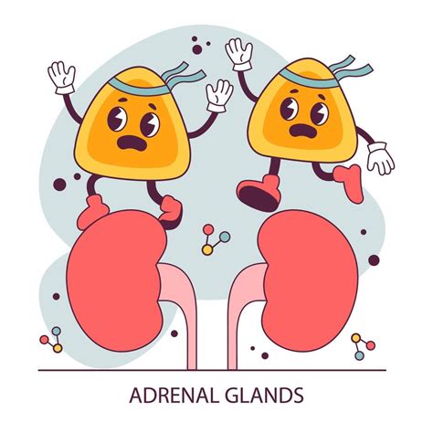 Endocrine System Organ Human Gland Function Adrenal Gland Human